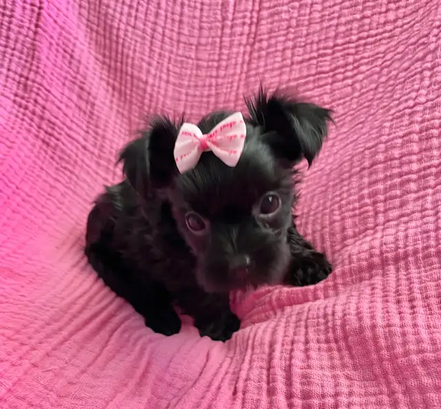 SWEET YORKIE PUPPY | Dogs & Puppies for Rehoming | Oakville / Halton ...