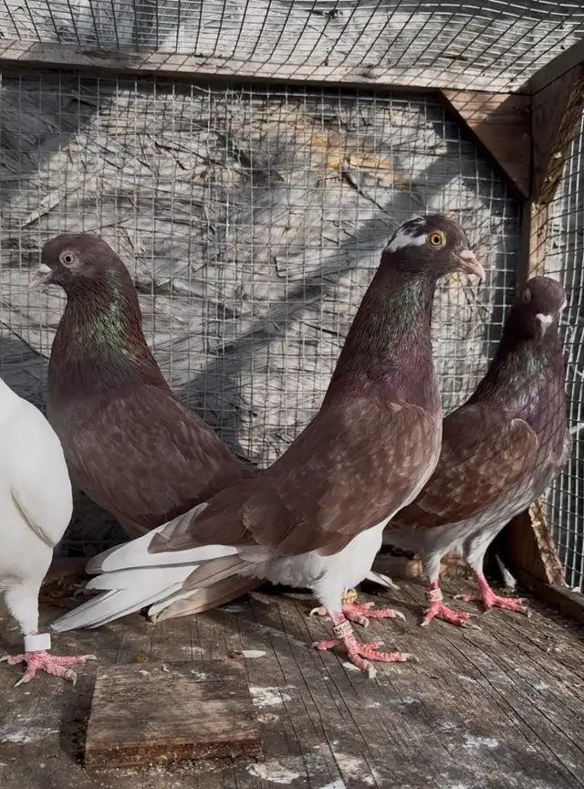 Indian high flyer malwai pigeon | Birds for Rehoming | Mississauga ...