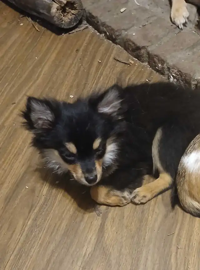 pug mix and pomchi puppies | Dogs & Puppies for Rehoming | Norfolk ...