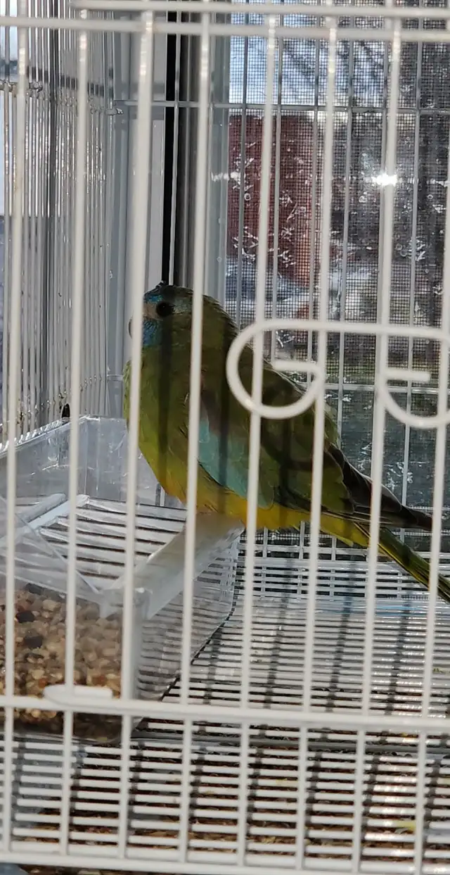 PETITE PERRUCHE SPLENDIDE DE 4 ANS FEMELLE | Birds for Rehoming ...