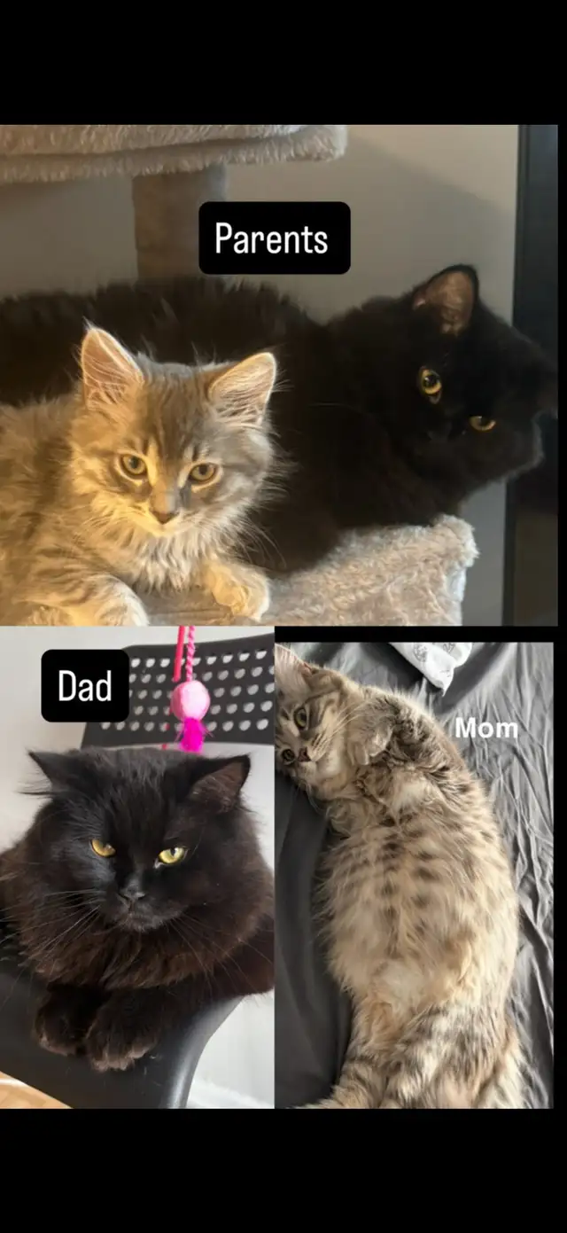 Chaton Persan croisé sibérien(tous réservé/all booked ) | Cats ...