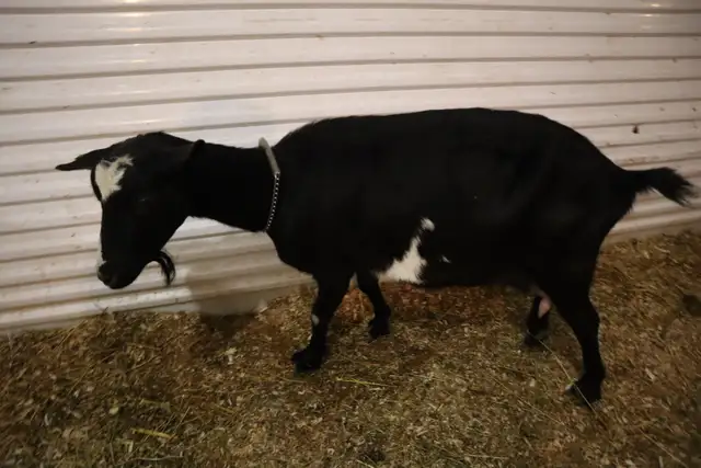 2 dairy nanny goats and a 7 month old doeling | Livestock | Kitchener ...