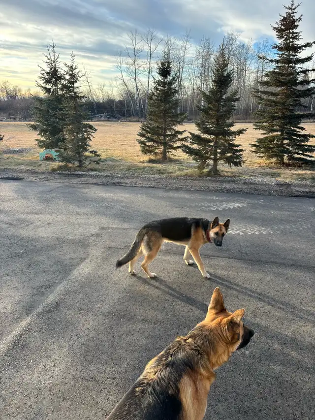 10 month old German Shepherd | Dogs & Puppies for Rehoming | Grande ...