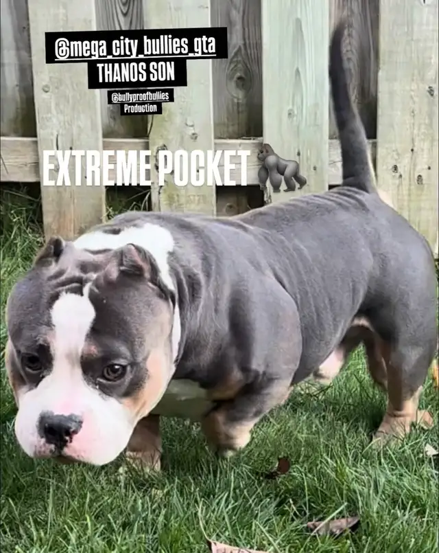 AMERICAN MICRO BULLY | Dogs & Puppies for Rehoming | City of Toronto ...