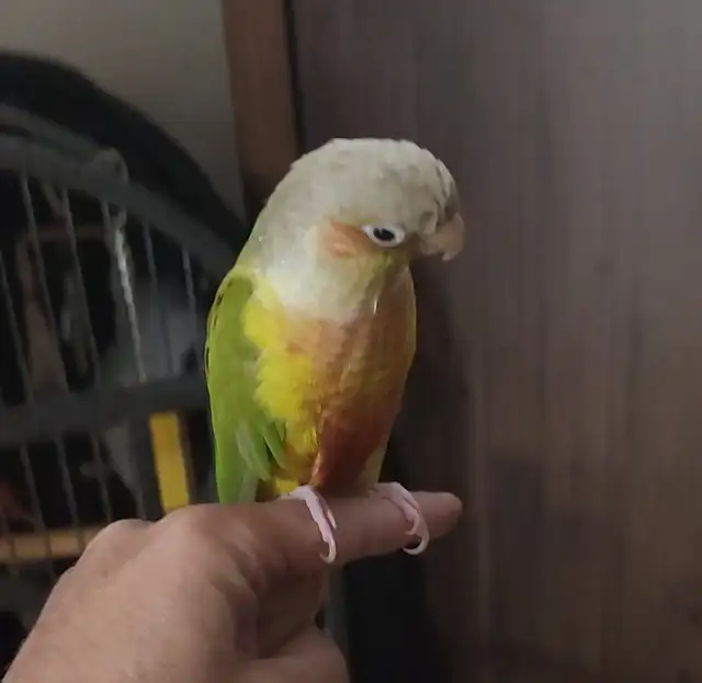 DNA tested female conure + cage | Birds for Rehoming | City of Toronto ...