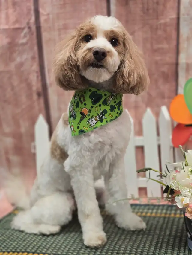 Looking to Rehome Mini Golden Doodle | Dogs & Puppies for Rehoming ...
