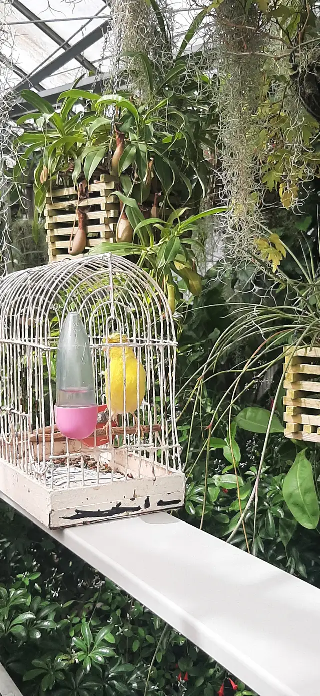 Yellow Gloucester Canary . | Birds for Rehoming | City of Toronto ...