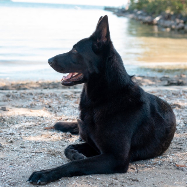 Champion Line East-European Shepherds (VEO) | Dogs & Puppies for ...