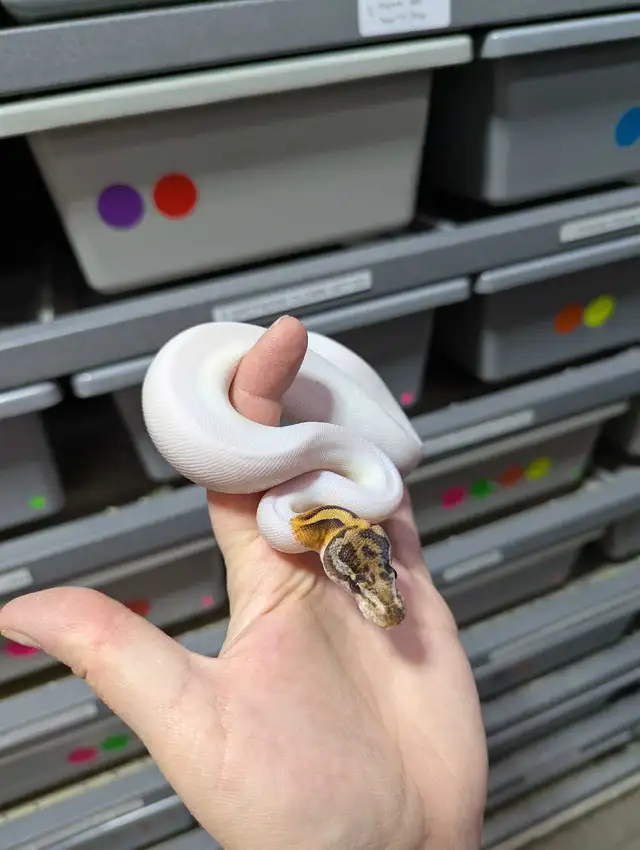 Male Enchi Special Pied Ball Python | Reptiles & Amphibians for Rehoming | Calgary | Free local ...