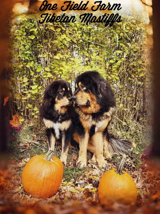 Tibetan Mastiff- Livestock Guardian Dogs - Planned Pairing | Livestock ...