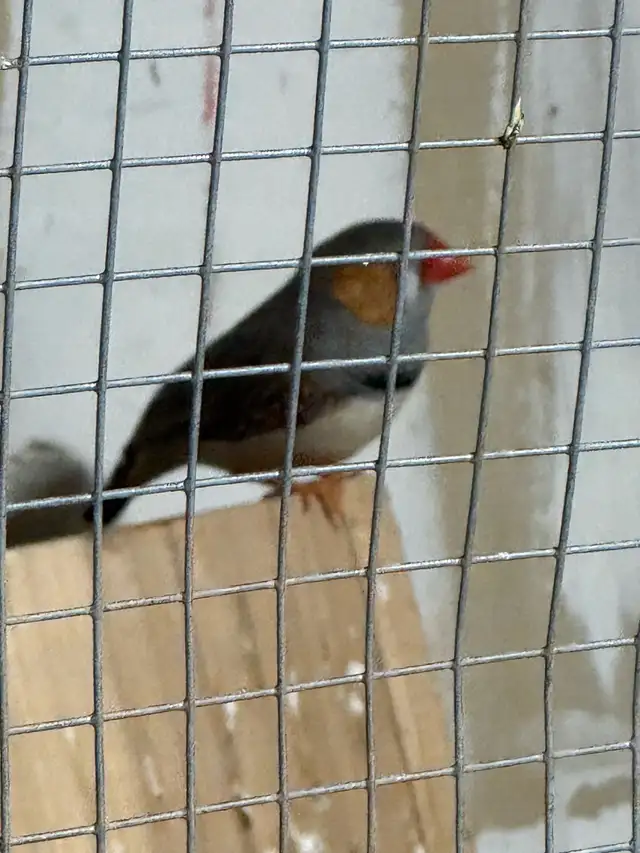 finches bird | Birds for Rehoming | Kitchener / Waterloo | Free local ...