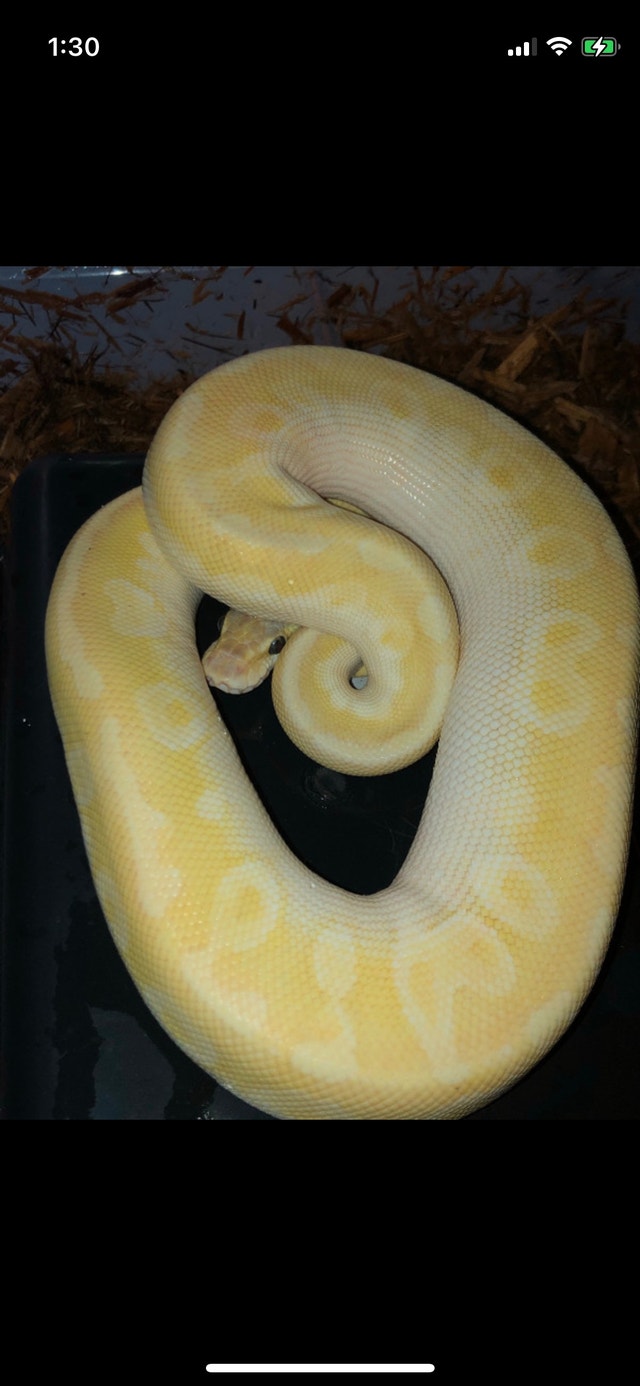 Ball Python and Boa SALE + TANKS | Reptiles & Amphibians for Rehoming ...