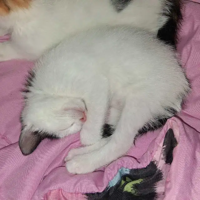 Female kittens for sale | Cats & Kittens for Rehoming | Oshawa / Durham ...