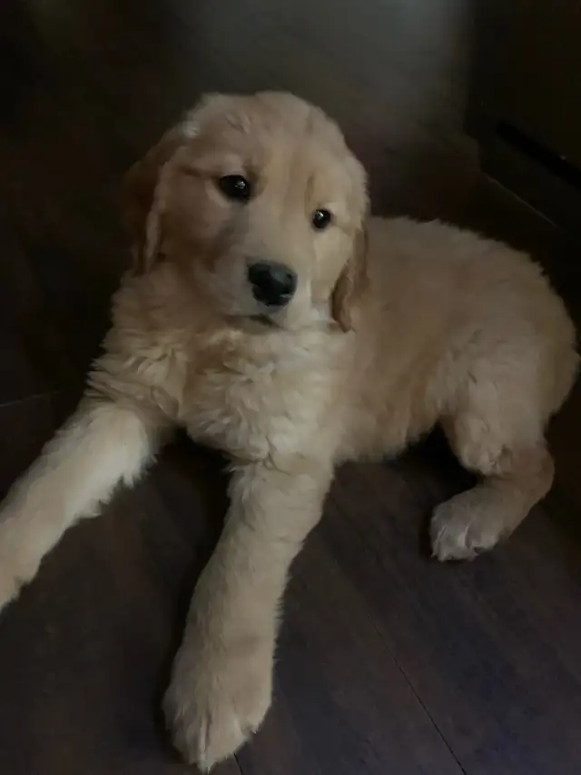 Chiot golden retriever prêt à partir | Dogs & Puppies for Rehoming ...