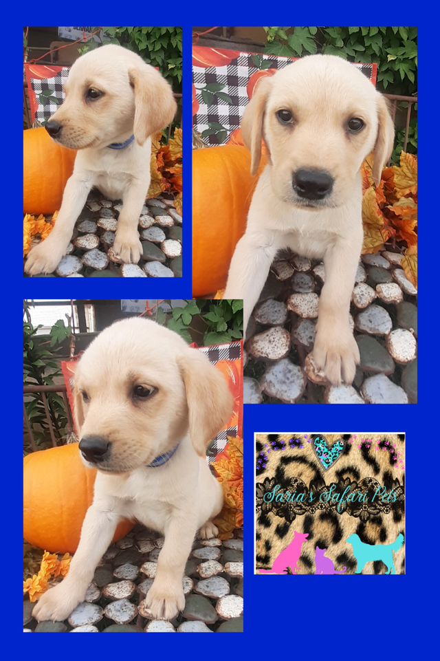 6 Lab cross Golden Retriever puppies available! | Dogs & Puppies for ...