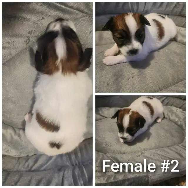papillon puppies | Dogs & Puppies for Rehoming | Mississauga / Peel ...