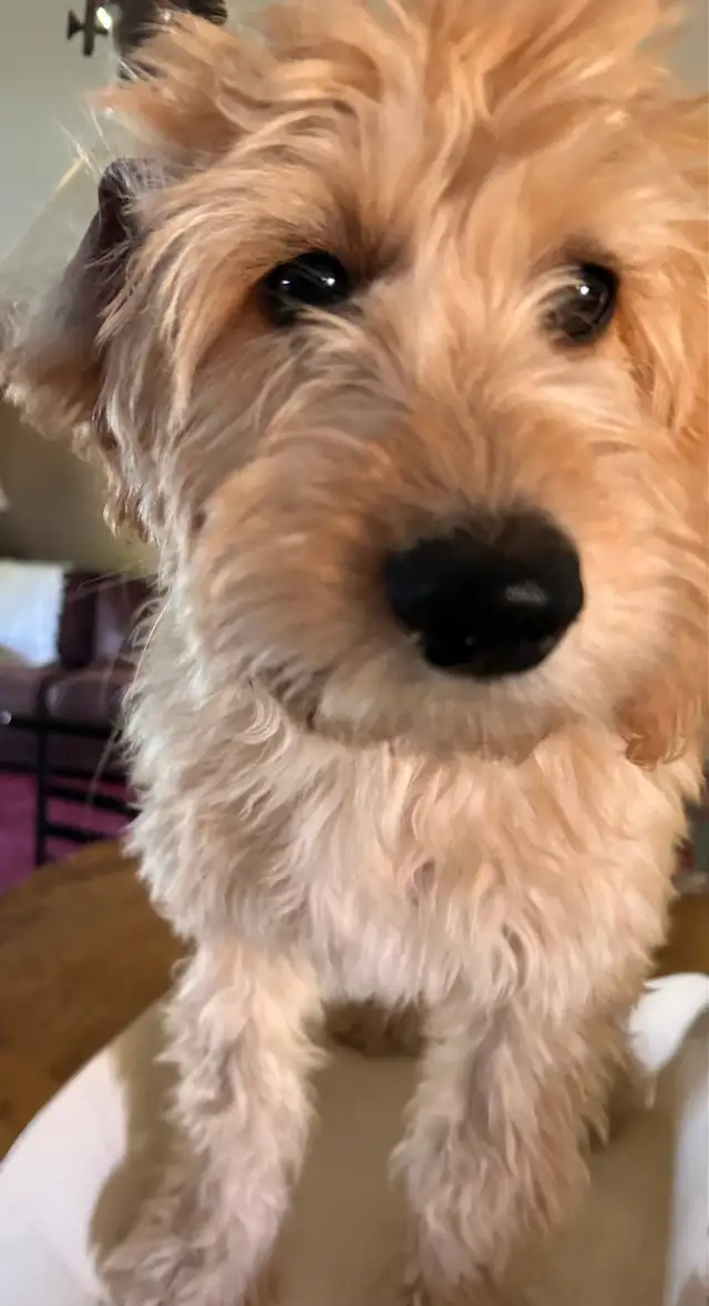 Cream, apricot, to red Doodle puppies 14 weeks old | Dogs & Puppies for ...