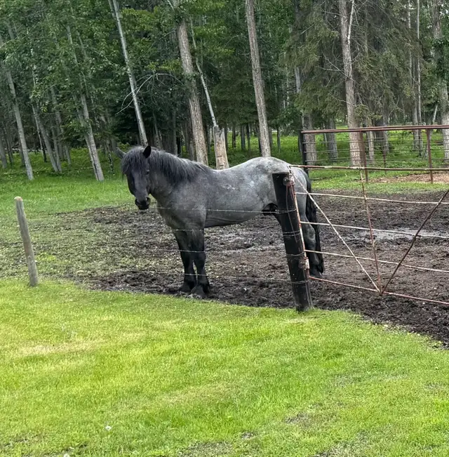 Blue Roan Percheron/Quarter Horse Stud | Horses & Ponies for Rehoming ...