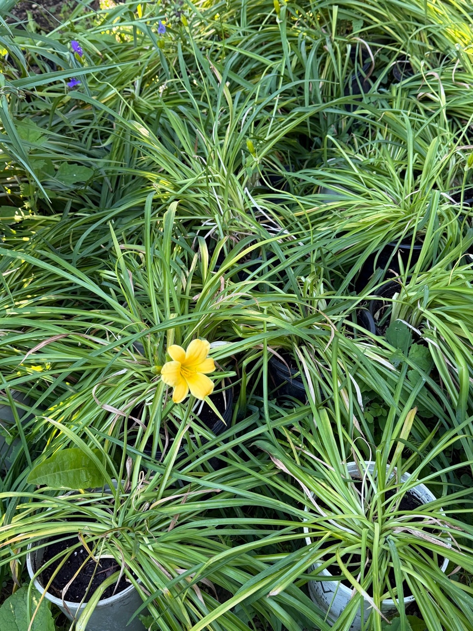 Stella De’oro Plants Proceeds BrightRun Breast Cancer Research | Plants ...