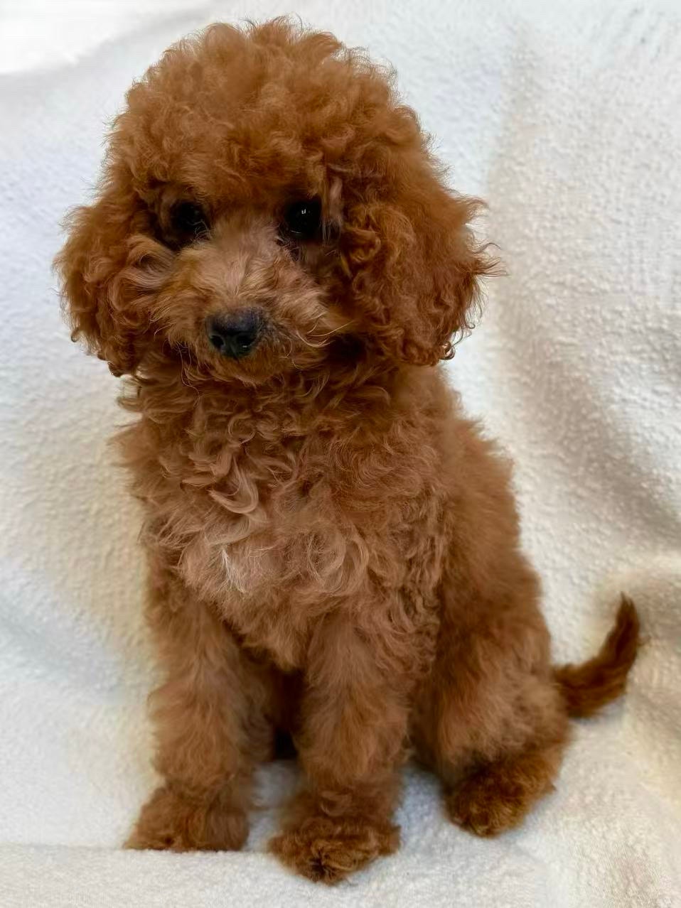 mini cockapoo puppy ( female) | Dogs & Puppies for Rehoming | City of ...