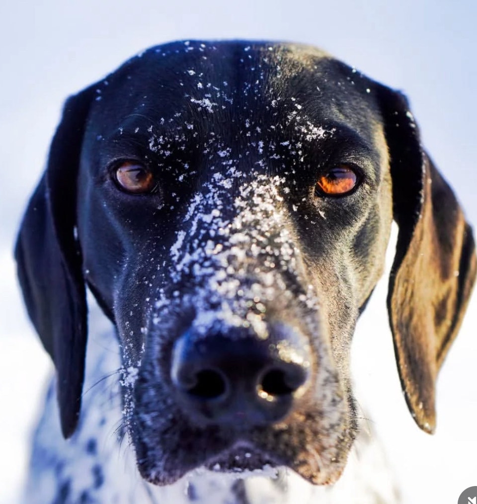 Beautiful German Shorthaired Pointer (GSP) puppies for sale | Dogs ...