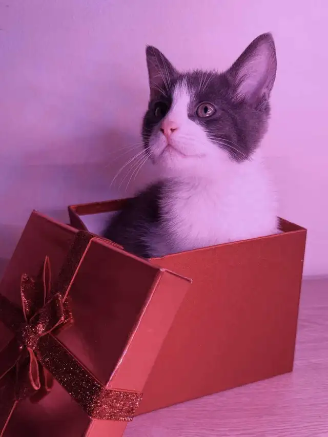 Adorables chats Bobtail japo à vendre – mâle pur race et jumeaux | Cats ...