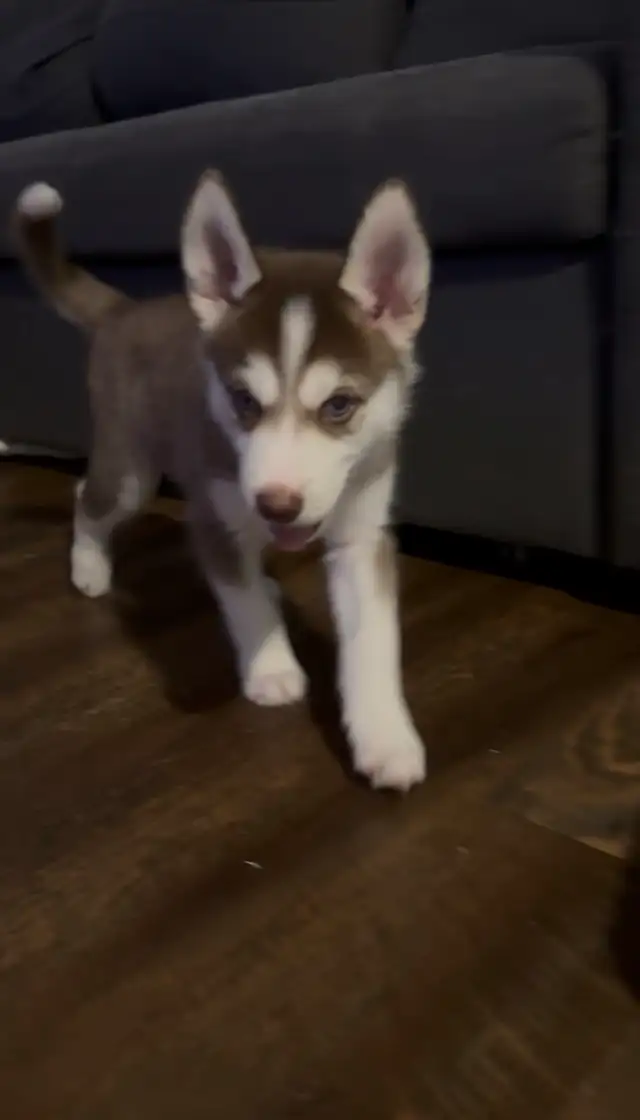 Husky Puppy mix w Alaskan Malamute | Dogs & Puppies for Rehoming ...