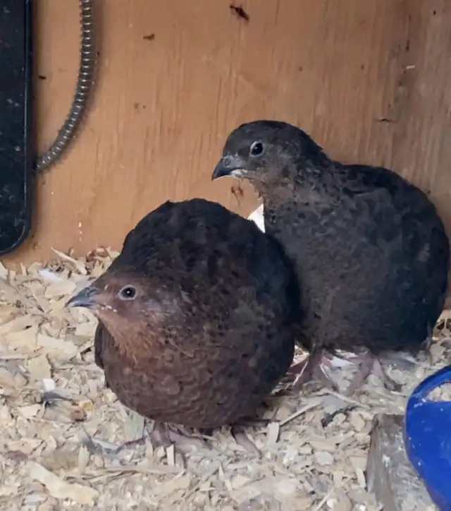 Coturnix Quail Hatching Eggs | Livestock | North Bay | Free local ...
