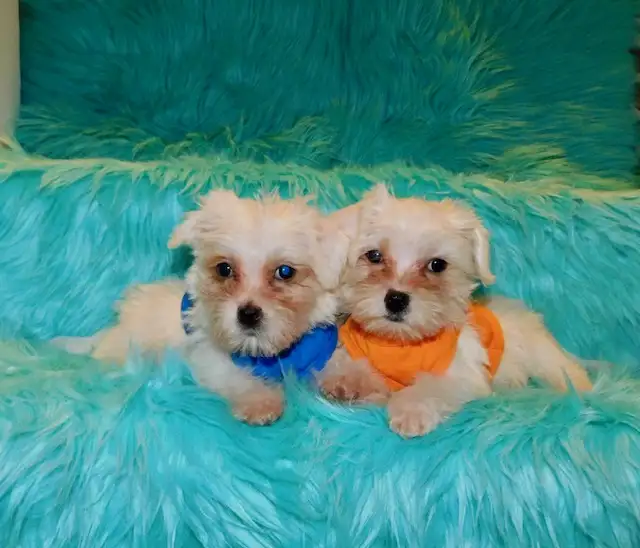 Chiots Bichon Maltais mixe | Dogs & Puppies for Rehoming | City of ...