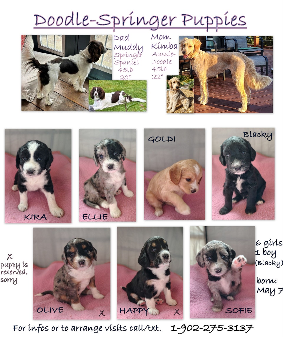 Doodle-Spaniel Puppies | Dogs & Puppies for Rehoming | Bedford | Free ...