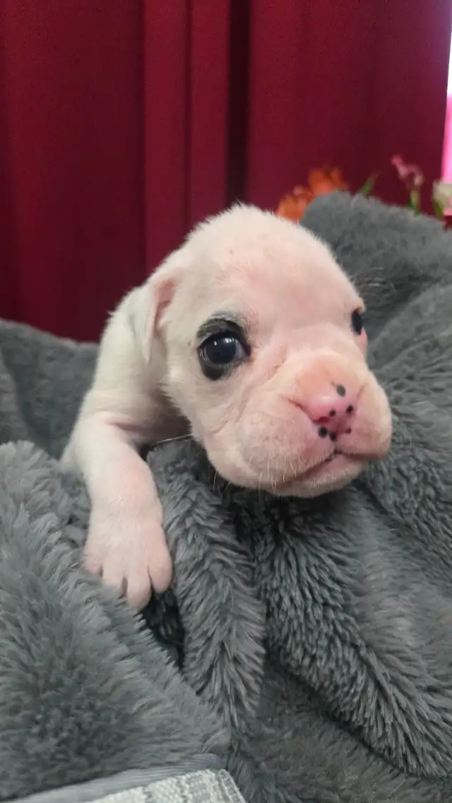 CKC Registered European Female Boxer Puppies | Dogs & Puppies for ...