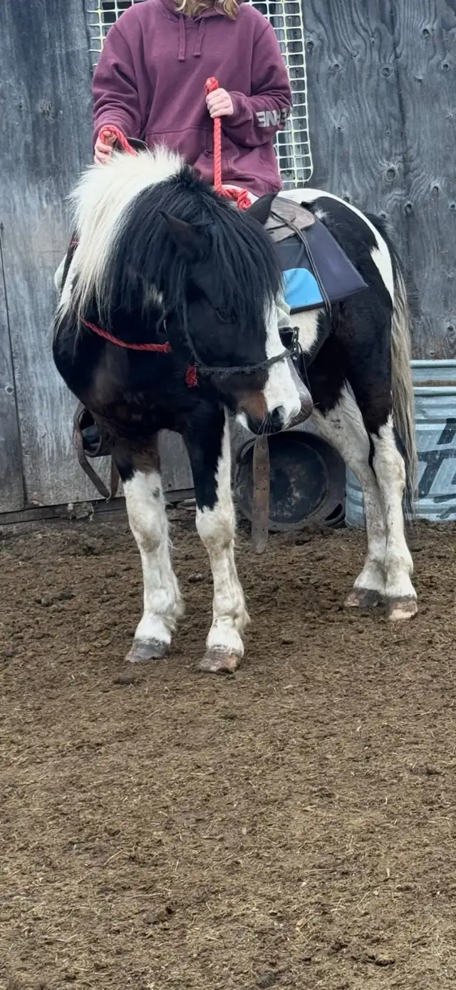 Sold-welsh pony | Horses & Ponies for Rehoming | Medicine Hat | Free ...
