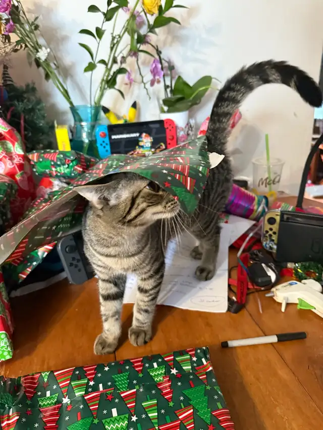 j’ai petit chaton mâle cherche une famille | Cats & Kittens for ...