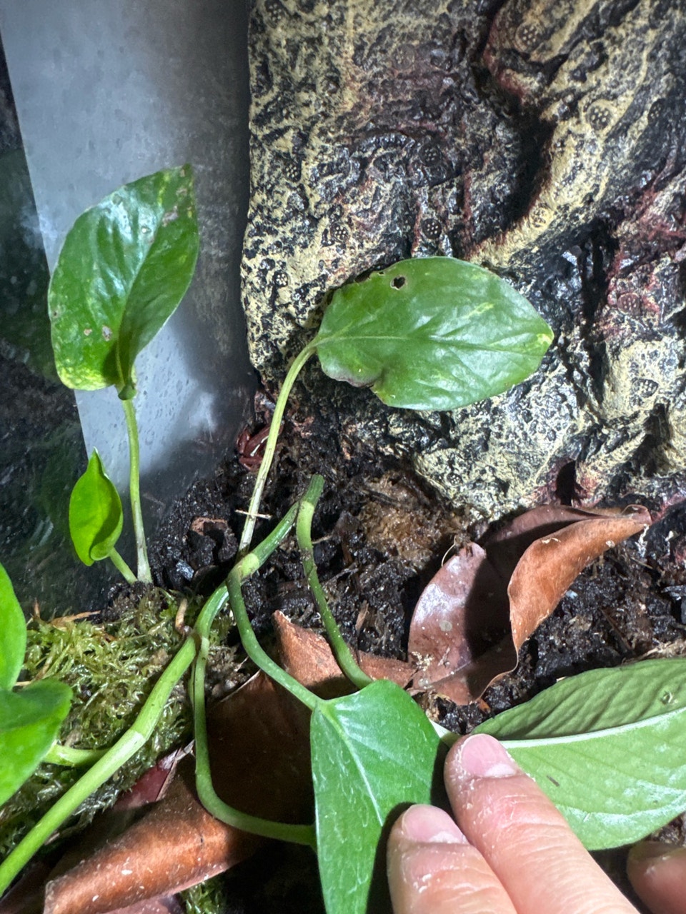 Dart frog | Small Animals for Rehoming | City of Montréal | Free local ...