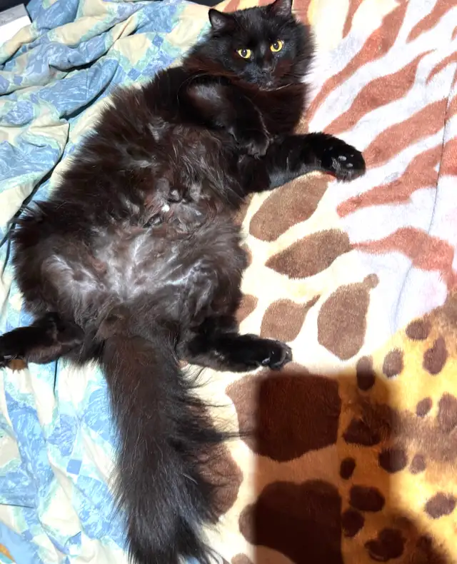 Sweet 2-Year-Old Neutered Male Cat Looking for His Forever Home | Cats ...