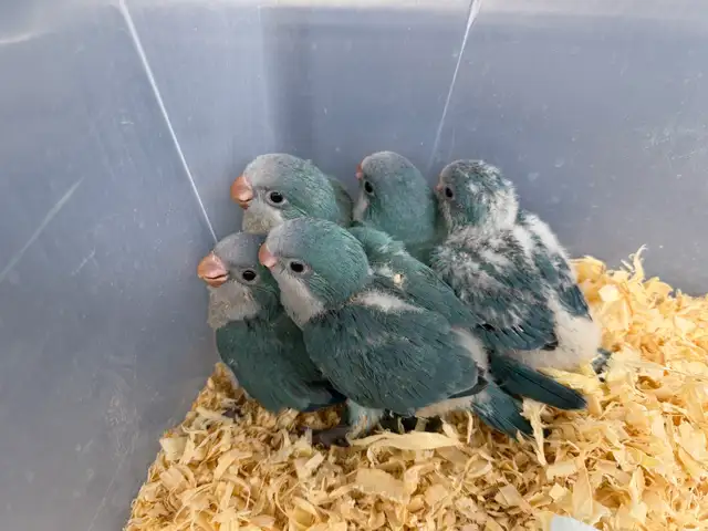 Baby Blue Quaker Parrot | Birds for Rehoming | City of Toronto | Free ...