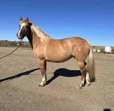 86 ads for draft in Horses & Ponies for Rehoming in Canada | Kijiji ...