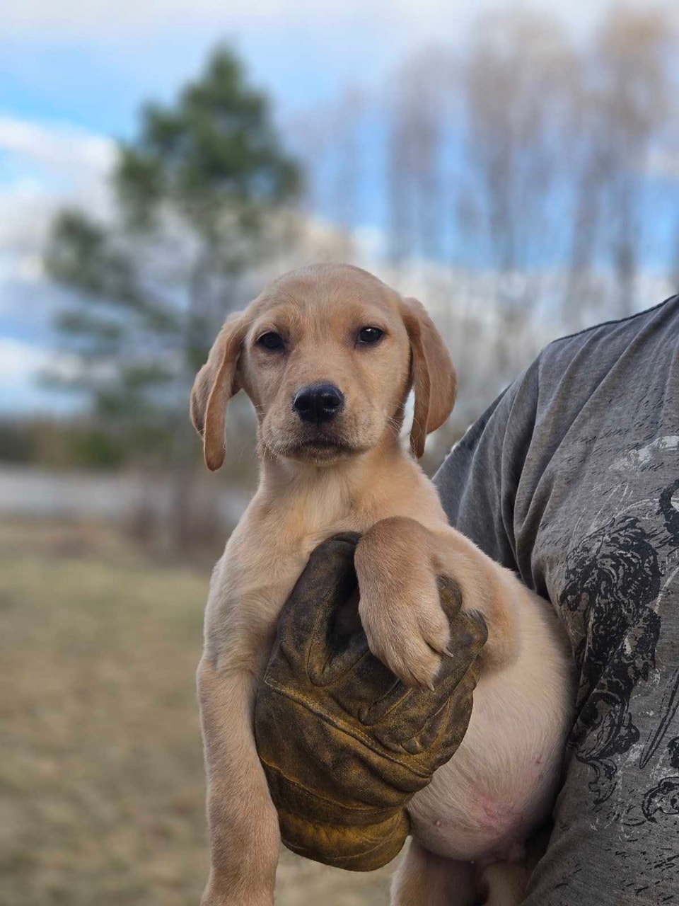 Male Golden/Lab | Dogs & Puppies for Rehoming | Edmonton | Free local ...