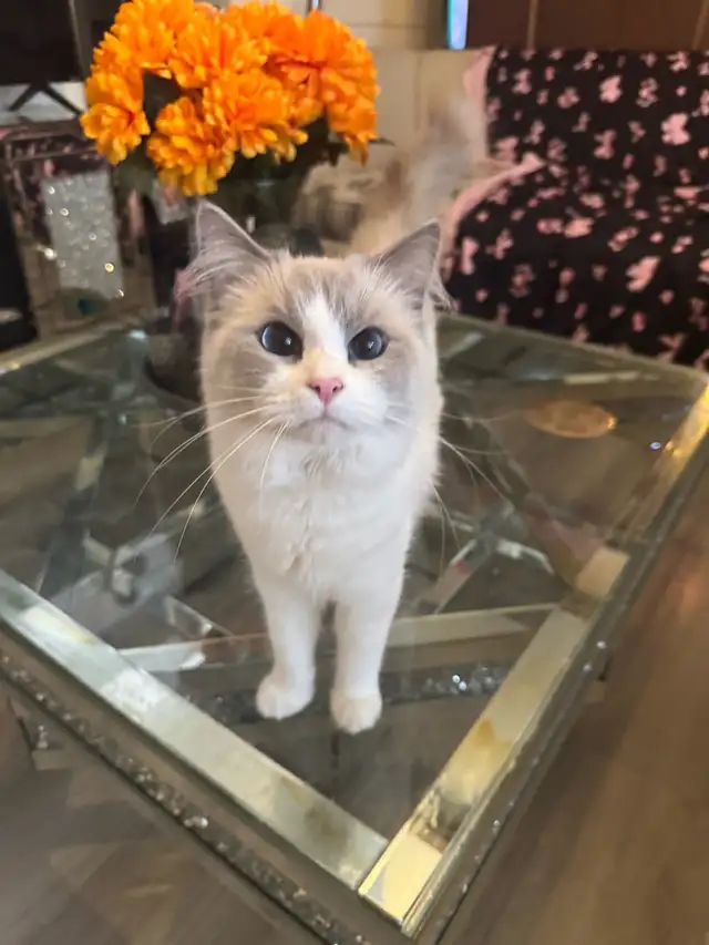 Pure breed female Ragdoll | Cats & Kittens for Rehoming | Gatineau ...