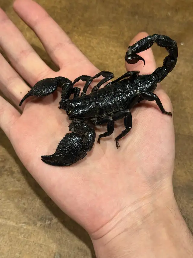 Dictator Scorpions (Pandinus dictator)! | Reptiles & Amphibians for ...