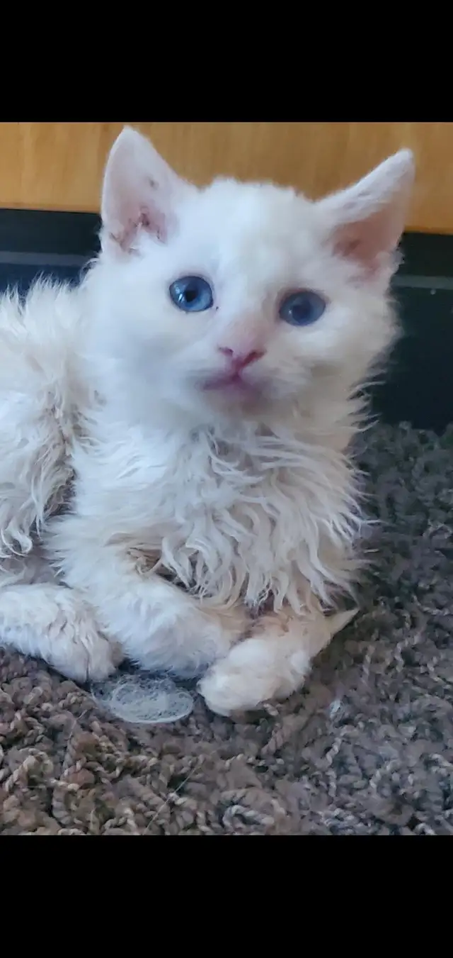 HYPOALLERGENIC Bad Hair Day Kittens | Cats & Kittens for Rehoming ...