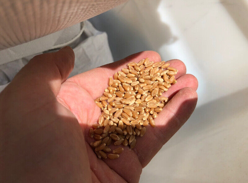 AAC Goodwin CPS wheat seed - Certified Seed | Other | Edmonton | Kijiji