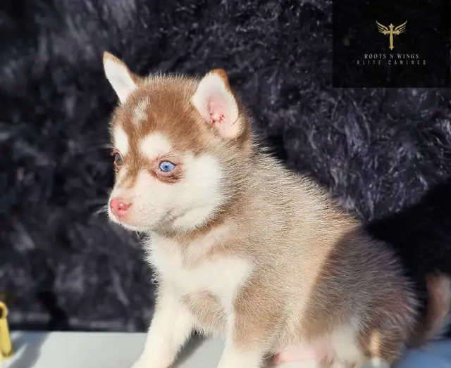 Mini Pomsky Puppies! *SPECIAL PRICING this week* | Dogs & Puppies for ...