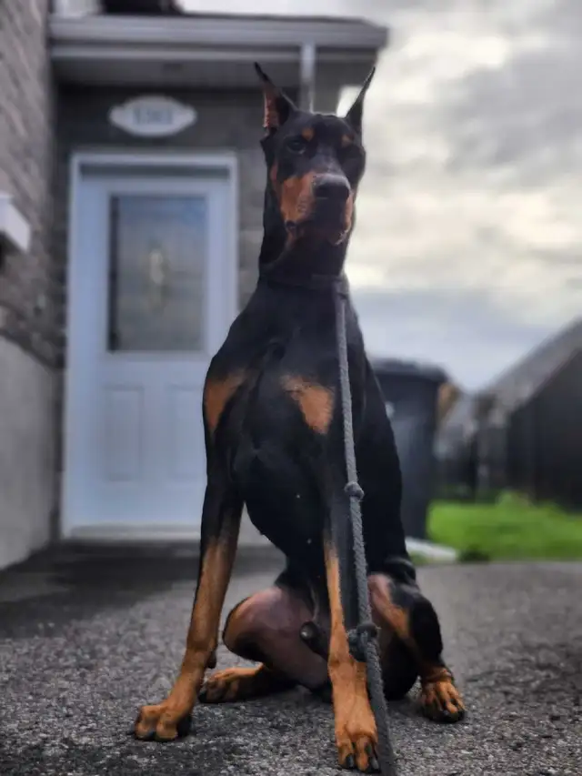 Doberman Puppies Available | Dogs & Puppies for Rehoming | Longueuil ...