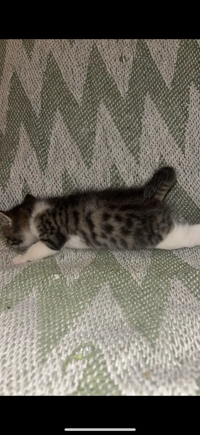 Amazing Bengal/Calico | Cats & Kittens for Rehoming | Ottawa | Free ...