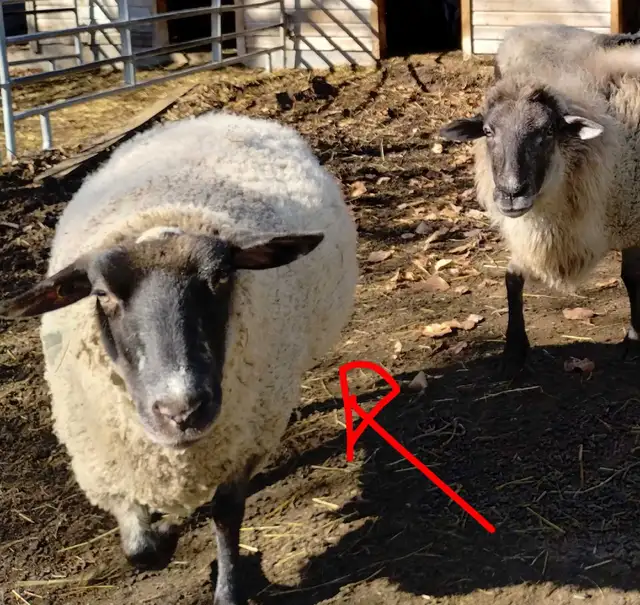 Brebis Suffolk\dorset | Livestock | Québec City | Free local ...