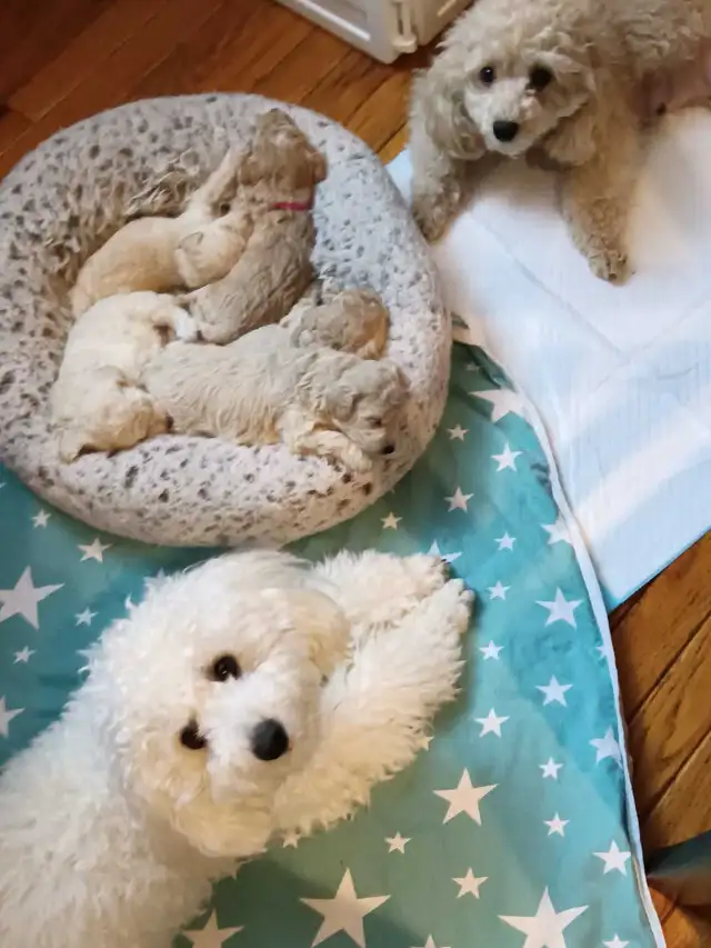 Caniches | Dogs & Puppies for Rehoming | Laurentides | Free local ...