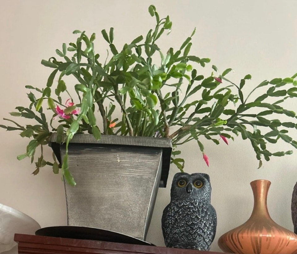 Potted Christmas Cactus | Plants, Fertilizer & Soil | Edmonton | Free ...