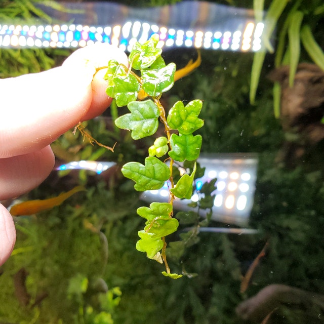 Ficus pumila quercifolia (ficus thunbergii) | Reptiles & Amphibians for ...