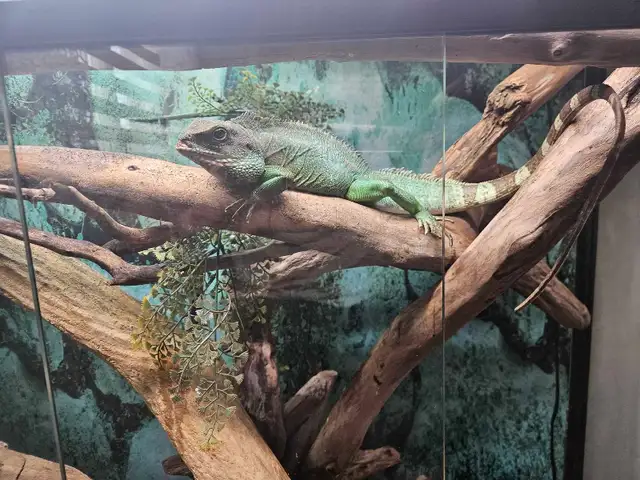 dragon deau et terrarium | Reptiles & Amphibians for Rehoming ...